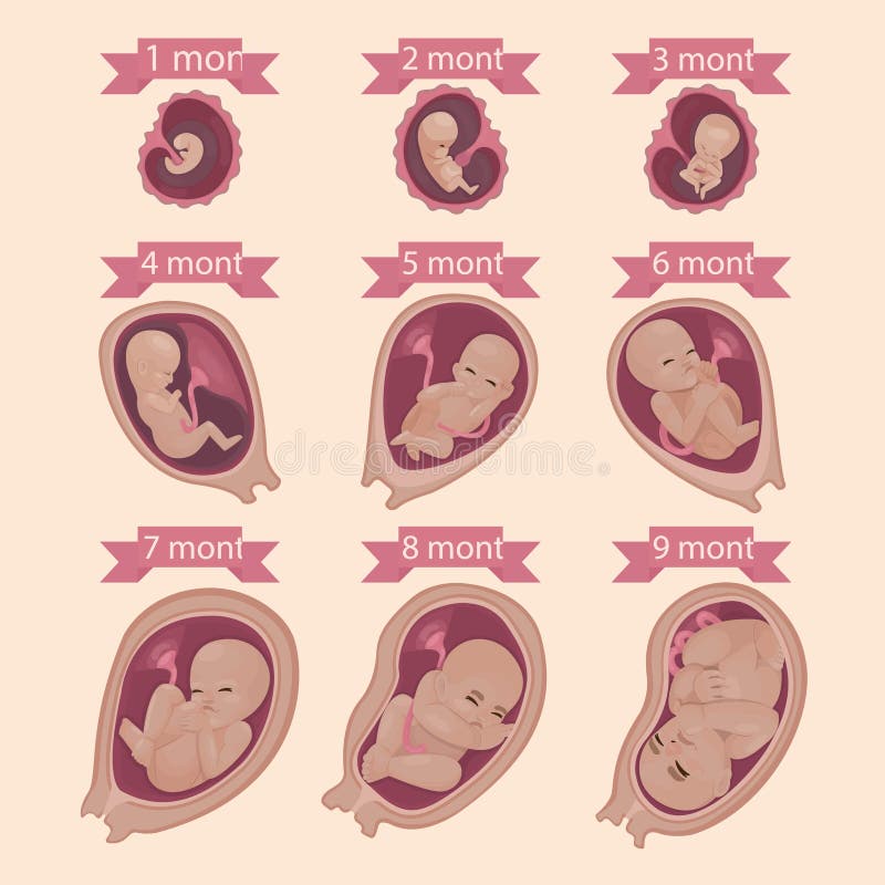Set of Fetal Development Moments Vector Illustration. Stock Vector ...