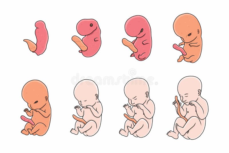 Set of Fetal Development Moments Vector Illustration. Stock Vector ...