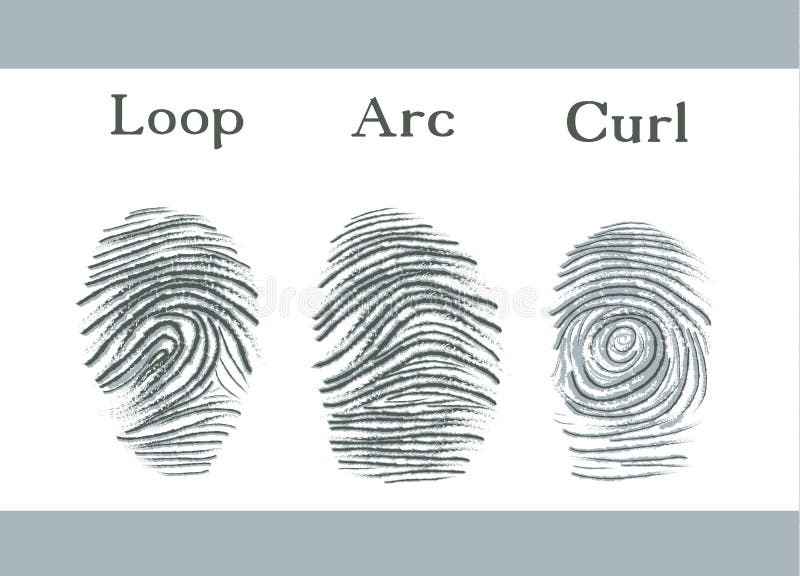 Three Fingerprint Types on White Background. Loop, Whorl, Arch Patterns ...
