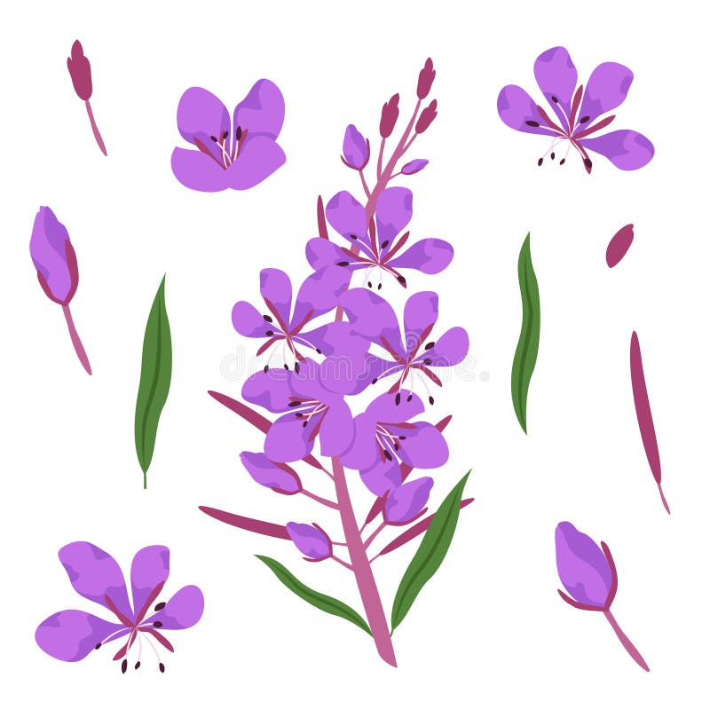 Fireweed Stock Illustrations – 398 Fireweed Stock Illustrations ...