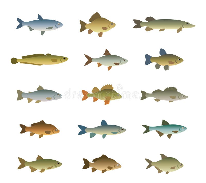 Tench Fish Stock Illustrations – 63 Tench Fish Stock Illustrations ...