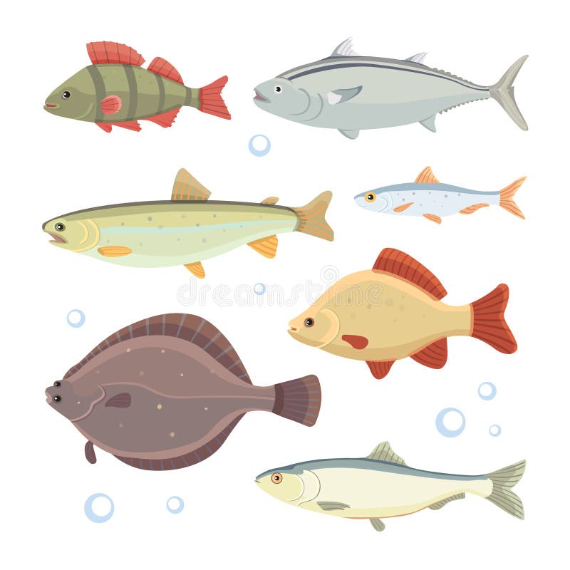 Set Fish Isolated. River Fish Vector Collection Stock Vector ...