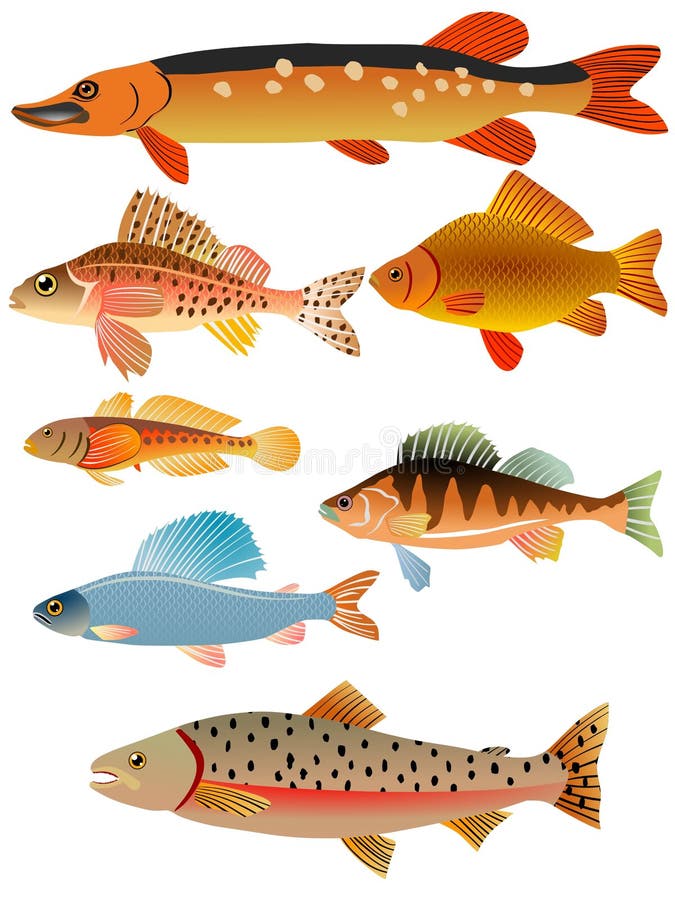 Edible Fishes stock vector. Illustration of fishery, robin - 38725747