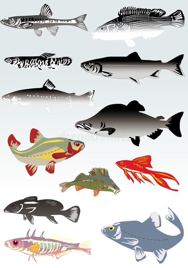 Ocean Pelagic Fish. Vector Black Outline Image. Stock Vector ...