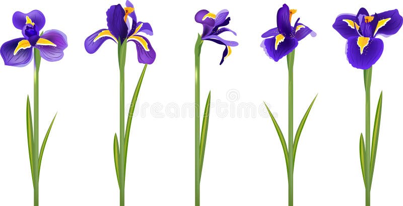 Set with Five Detailed Irises Stock Vector - Illustration of design ...