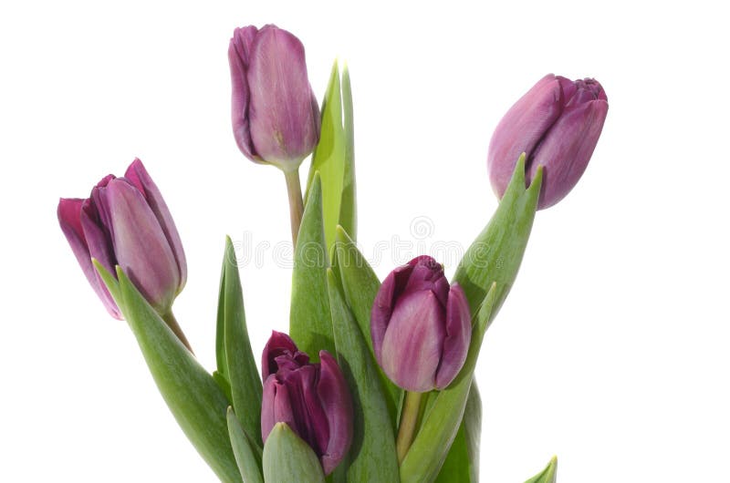 Set of Five Different Color Tulips Isolated on White Background Stock ...