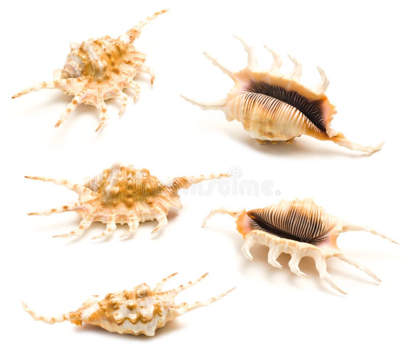 Set of Five Scorpion Spider Conch Shell Angles Lambis Scorpius Isolated ...
