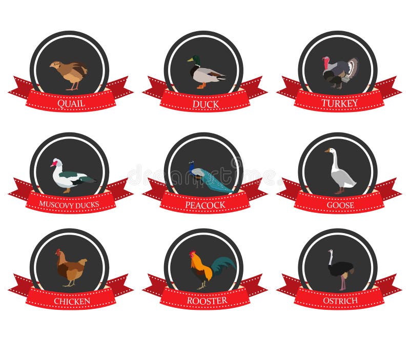Set of Flat Icons with a Bird Name Stock Vector - Illustration of ...