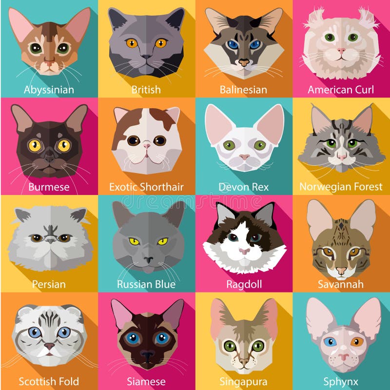 Cat Breeds Icon Set Flat Style Isolated on White. Create Own Inf Stock ...