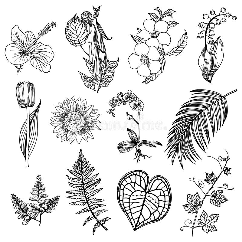 Set of Flower and Leaf Line Art, Flora Clipart. Stock Illustration ...