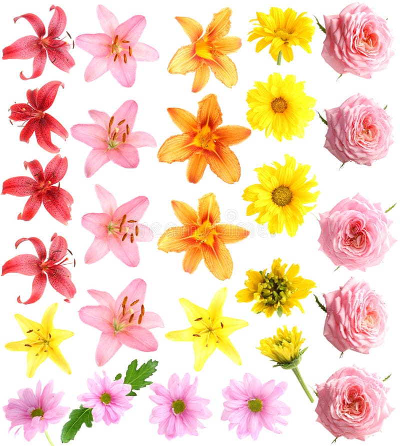 Flowers bouquet stock image. Image of emotion, congratulations - 11096079