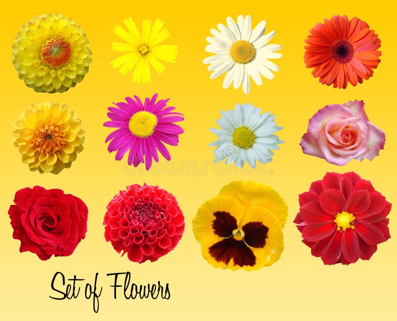 Set of flowers stock illustration. Illustration of elements - 19285042