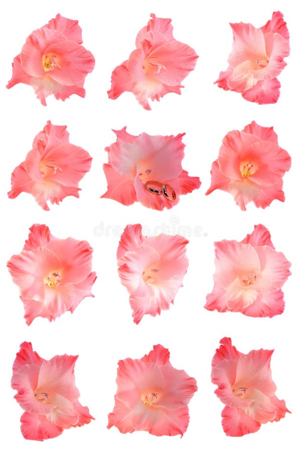 Set of flowers stock vector. Illustration of design, decoration - 23511026