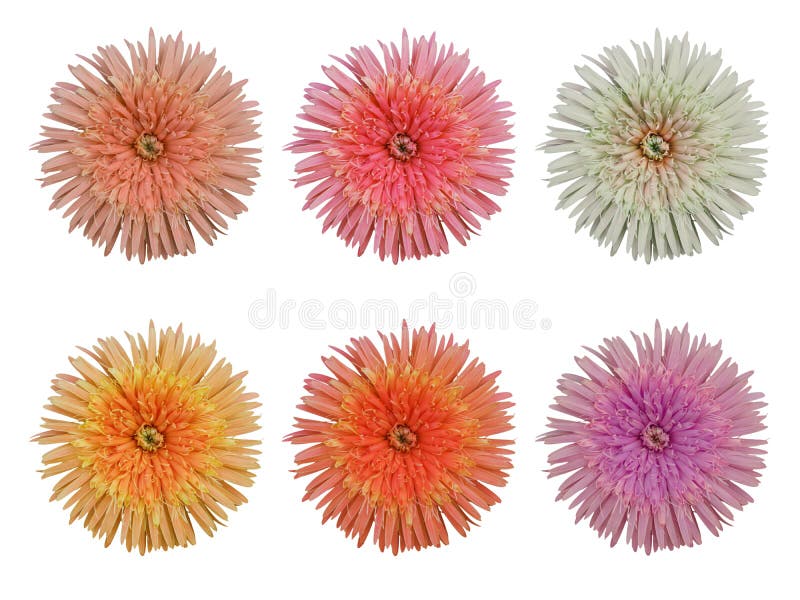 Set flowers stock illustration. Illustration of season - 88734656