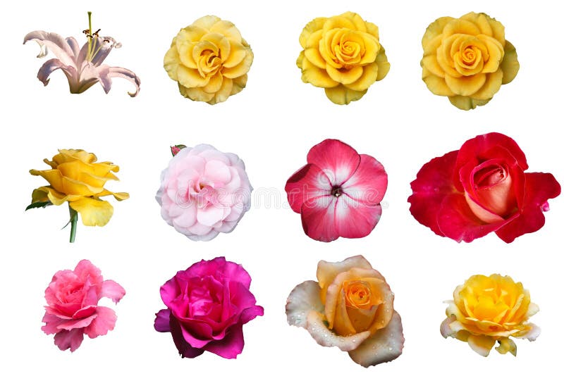 Set of Flowers Isolated on a White Stock Image - Image of orange ...