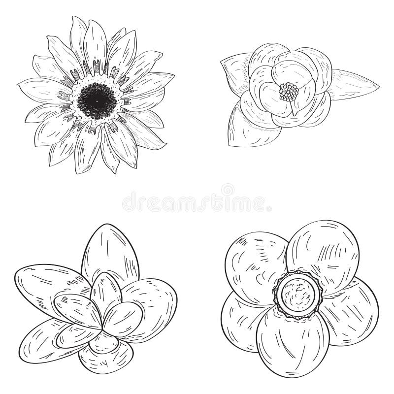 Set of flowers stock vector. Illustration of concept - 92558219