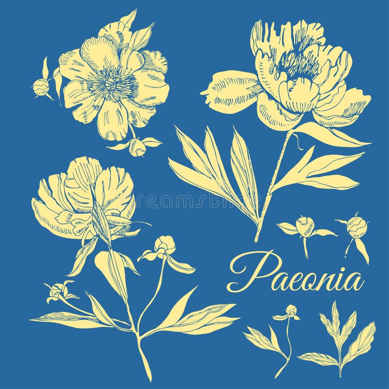 Set with Flowers of Peony. Hand Drawn Ink and Inverted Sketch Stock ...
