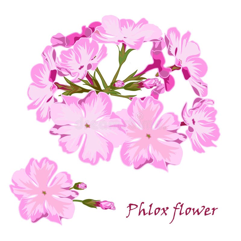 Set of Flowers Pink Phlox in Realistic Hand-drawn Style. Stock ...