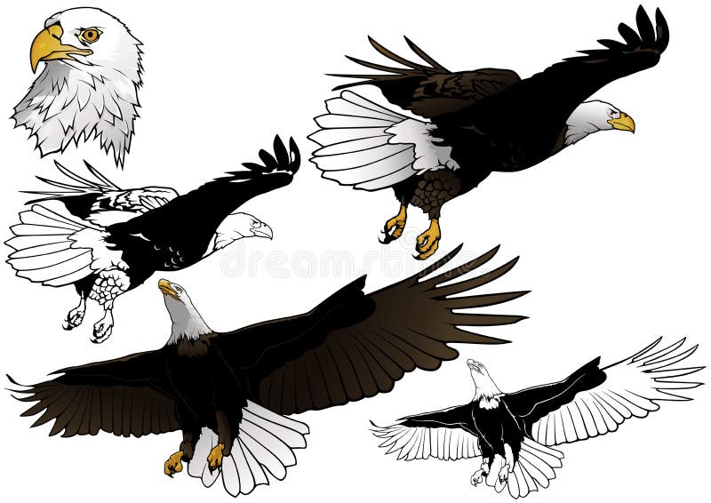 Flying Bald Eagle stock vector. Illustration of animal - 12685146
