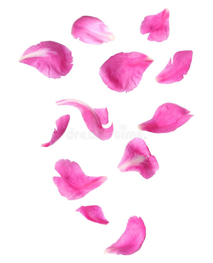 Set of Flying Fresh Peony Petals on Background Stock Photo - Image of ...