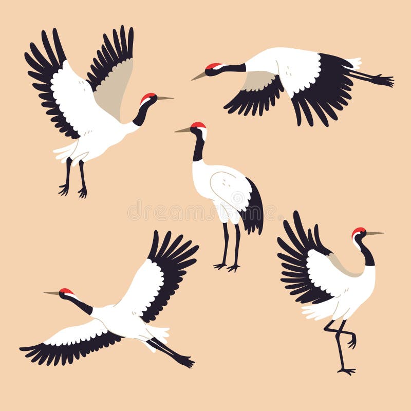 Set of Flying, Standing and Dancing Red-crowned Cranes. Vector Graphics ...