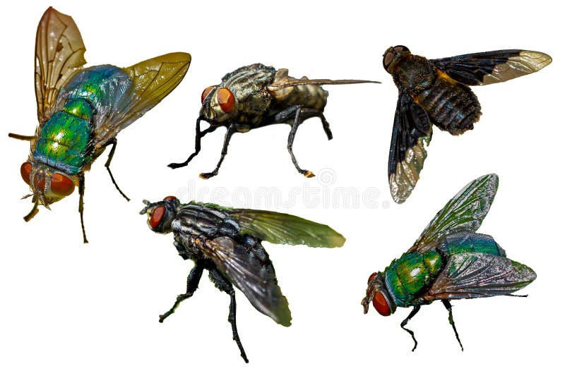 Set of Flys Insects Isolated Background Stock Photo - Image of grey ...