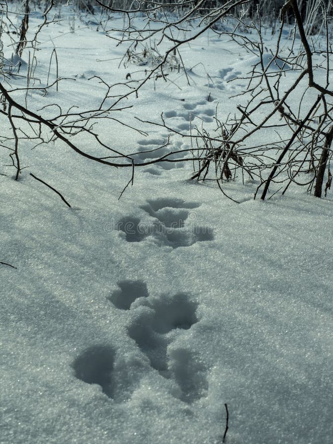 Set of Footprints of a Hare Forest Stock Photo - Image of plants ...