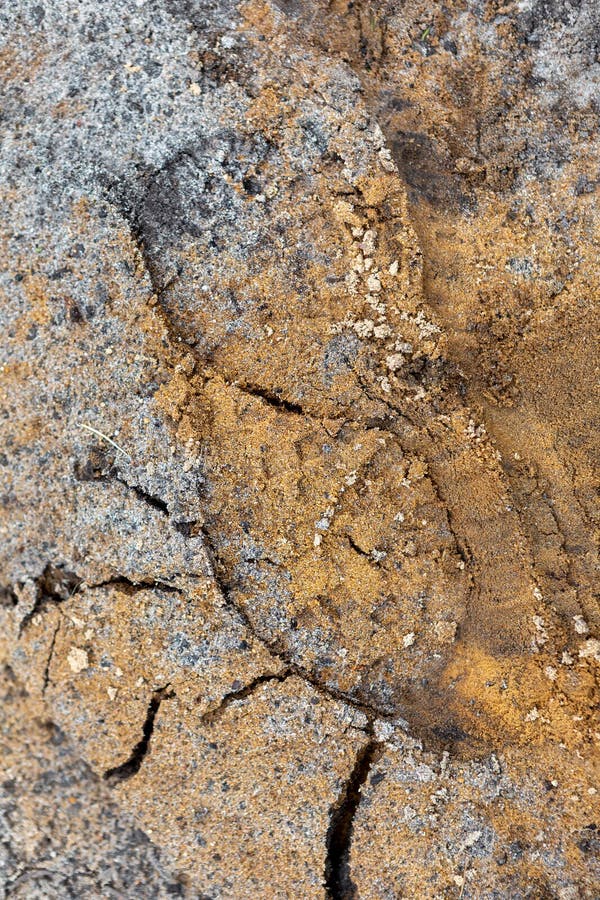 Footprints Embedded in Dry Earth at a Nature Site during Midday Sun ...