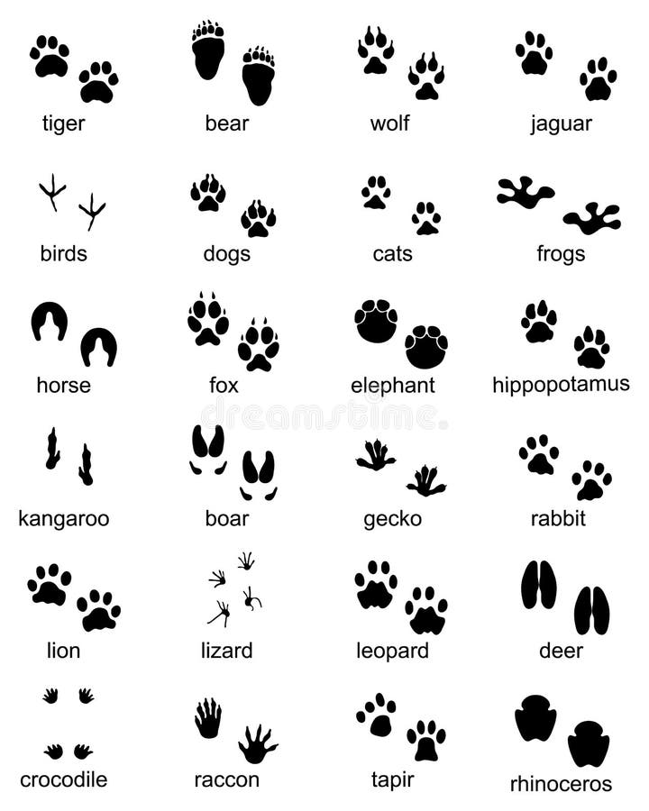 Kangaroo Footprint Stock Illustrations – 69 Kangaroo Footprint Stock ...