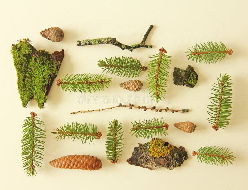 Photo Taken in the Summer. Set of Forest Elements on a Flat Back Stock ...