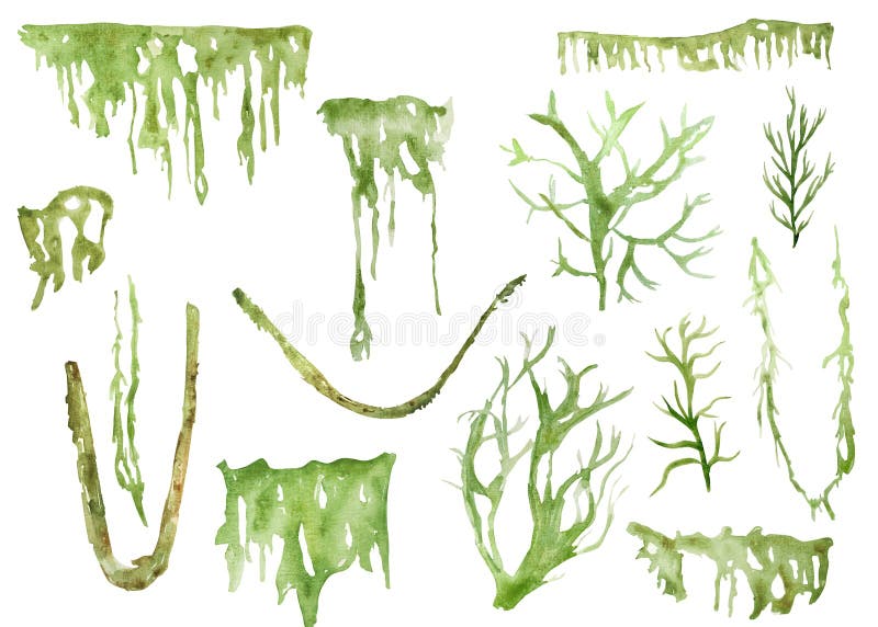 Hanging Lichen Stock Illustrations – 4 Hanging Lichen Stock ...
