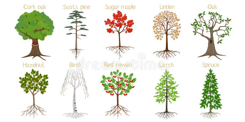 Birch Tree Roots Stock Illustrations – 43 Birch Tree Roots Stock ...
