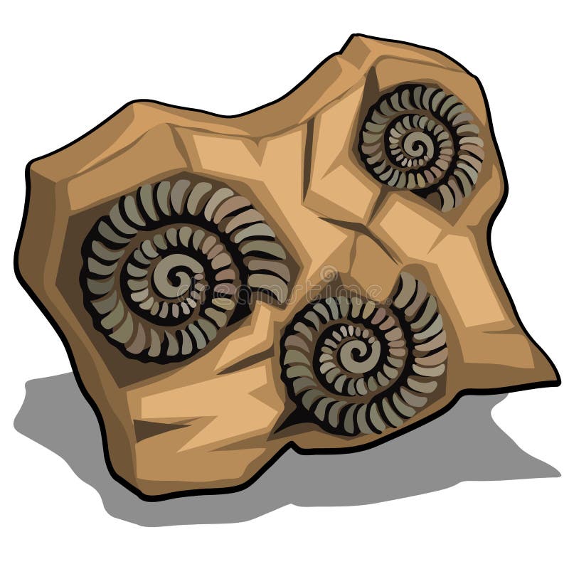 Ammonite Stock Illustrations – 616 Ammonite Stock Illustrations ...