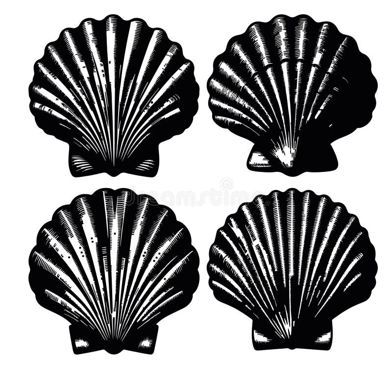 Set of Four Black and White Scallop Shells Illustration for Design ...
