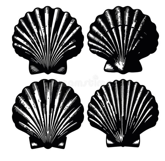 Set of Four Black and White Scallop Shells Illustration for Design ...