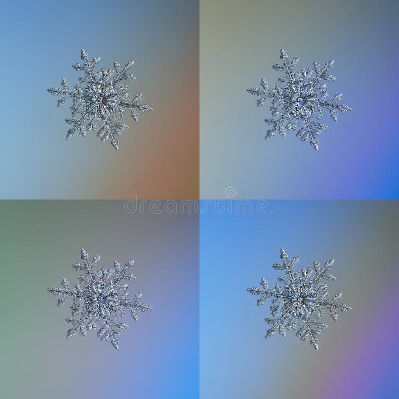 Set with Four Color Variants of Real Snowflake Stock Illustration ...