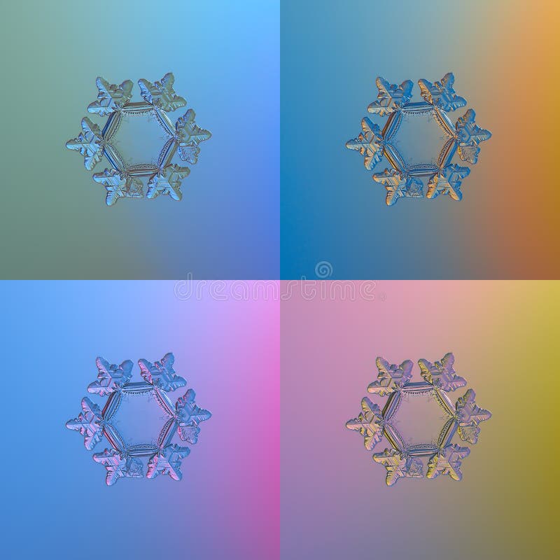 Set with Four Color Variants of Real Snowflake Stock Illustration ...