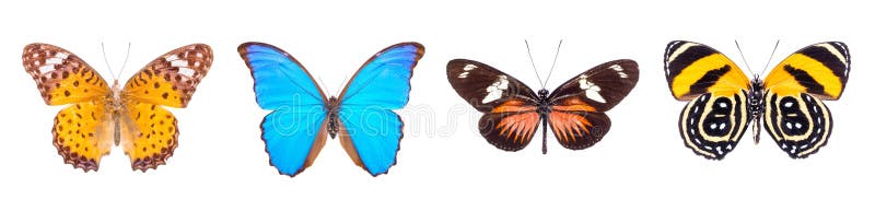 Set of Four Colorful and Beautiful Butterflies Stock Image - Image of ...