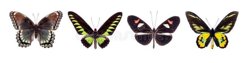 Set of Four Colorful and Beautiful Butterflies Stock Photo - Image of ...