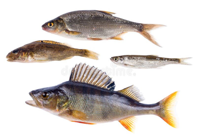 Set of Four Freshwater Fishes Isolated on White Stock Photo - Image of ...