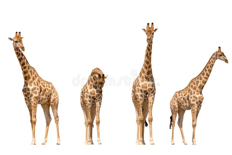 Set of Four Giraffe Portraits Stock Image - Image of portrait, beasts ...