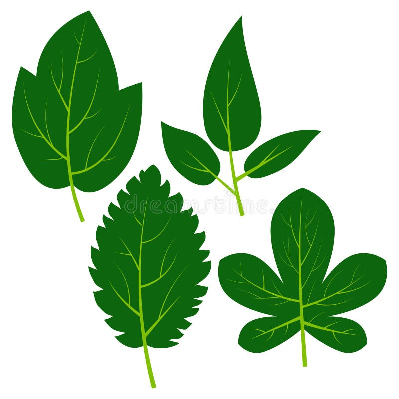 Set of Four Green Leaves on White Background Stock Vector ...