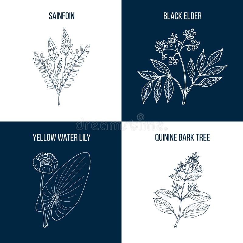 Cinchona Quinine Vector Drawing. Isolated Medical Flower and Leaves ...