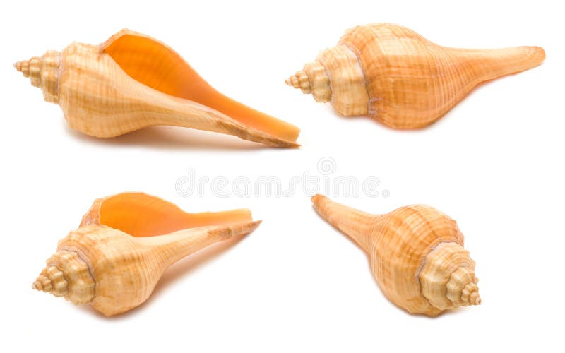 Set of Four Orange Shell Angles Isolated on White Background Stock ...