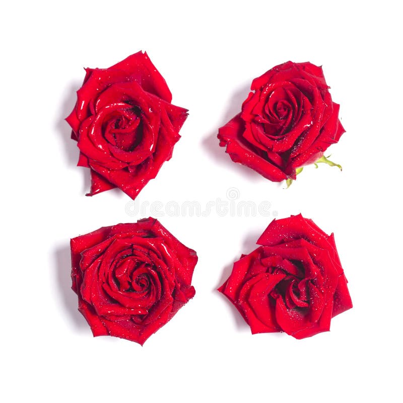 Set of Four Red Rose Flower on White Background Stock Photo - Image of ...