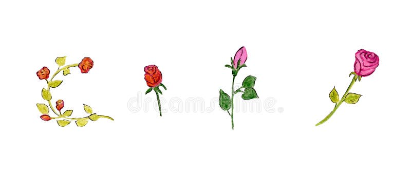 Set with Four Roses. Roses Twigs with Leaves. Pink and Red Roses Stock ...