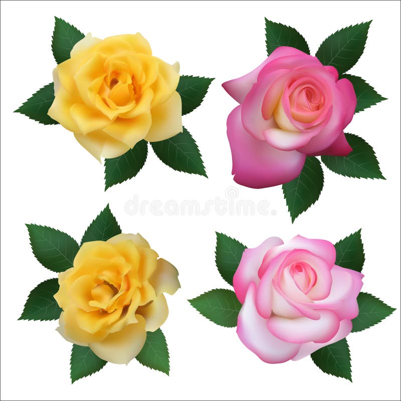 Set of four roses stock vector. Illustration of pink - 68225264