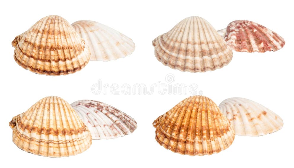 Set of Four Seashells Showing Different Angles on Transparent ...
