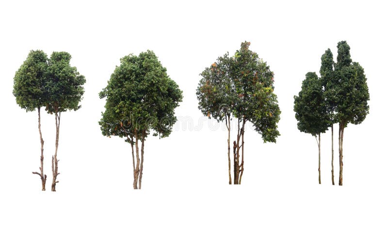 Set of four trees stock photo. Image of canopy, nature - 209873792