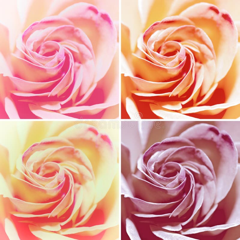 Set of Four Variants: Red Rose Flowers Stock Image - Image of macro ...